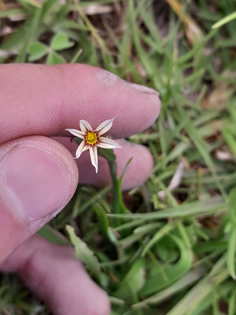 Blue Pigroot from 98H7+JC, Guachetá, Cundinamarca, Colombia on March 24 ...