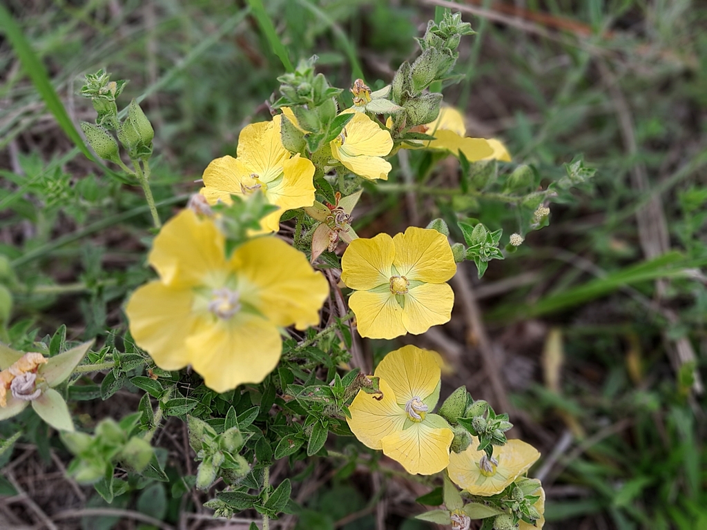 Peruvian primrose-willow from 27200 Departamento de Rocha, Uruguay on ...
