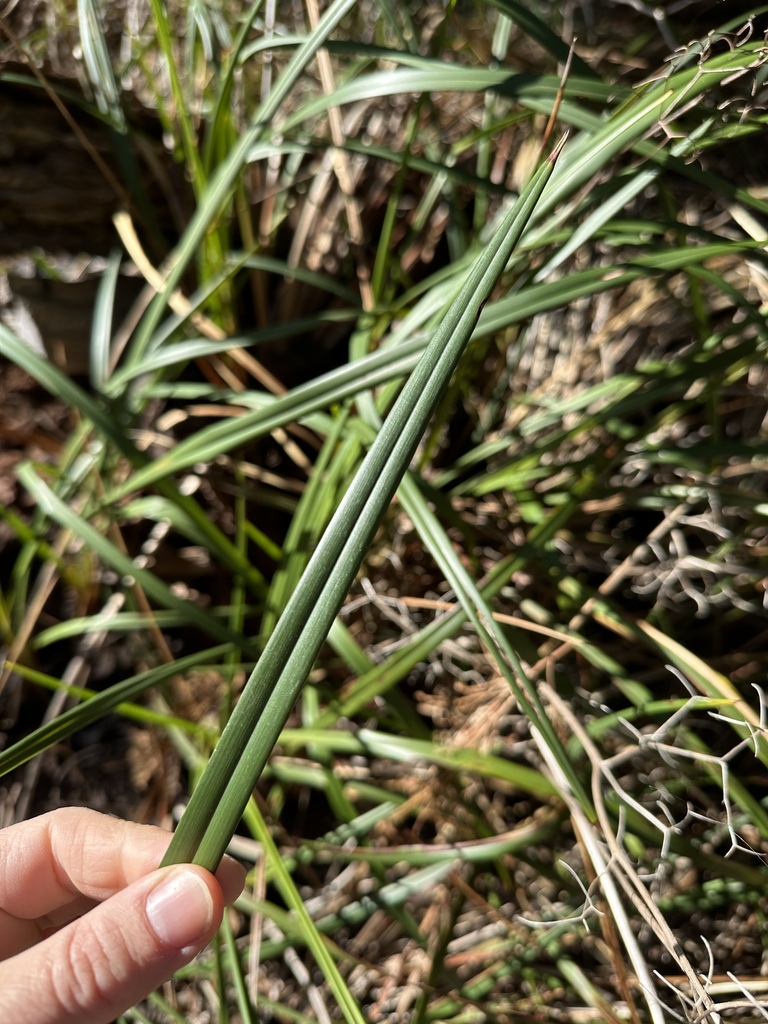 flax-lilies from Somers Foreshore Reserve, Somers, VIC, AU on March 24 ...