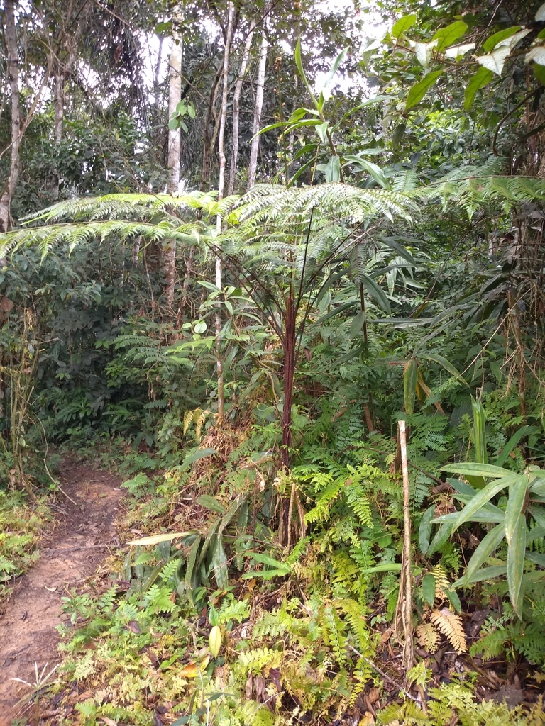 scaly tree ferns from Puerto Asís, Putumayo, Colombia on August 06 ...