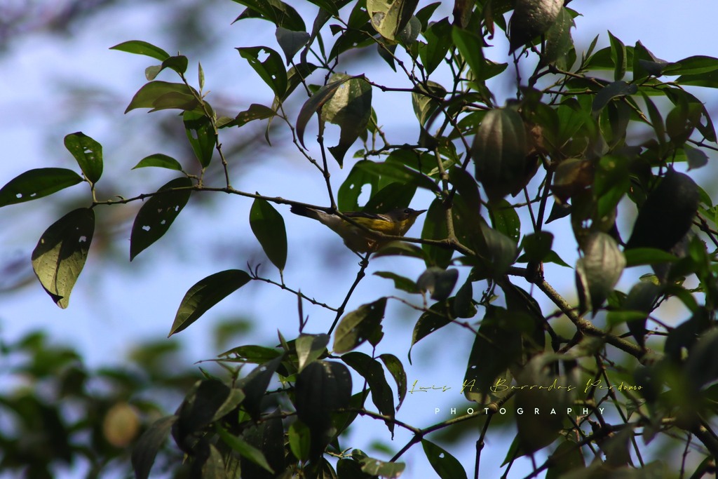 Magnolia Warbler from Reserva Territorial, Col. Santa Bárbara, Ver ...