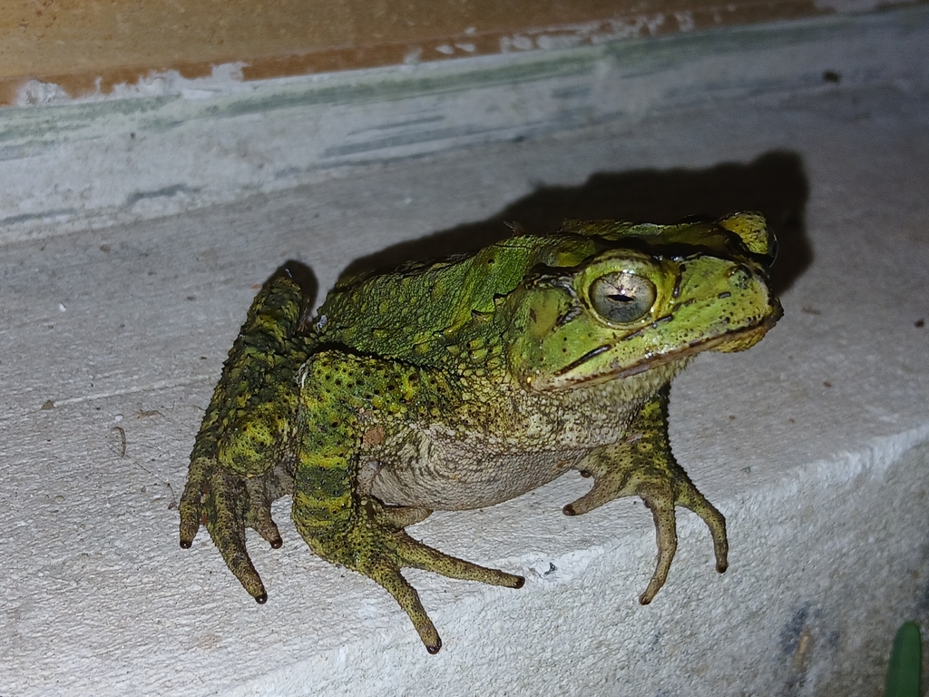 Green Climbing Toad from Orosi, Cartago Province, Paraíso, Costa Rica ...