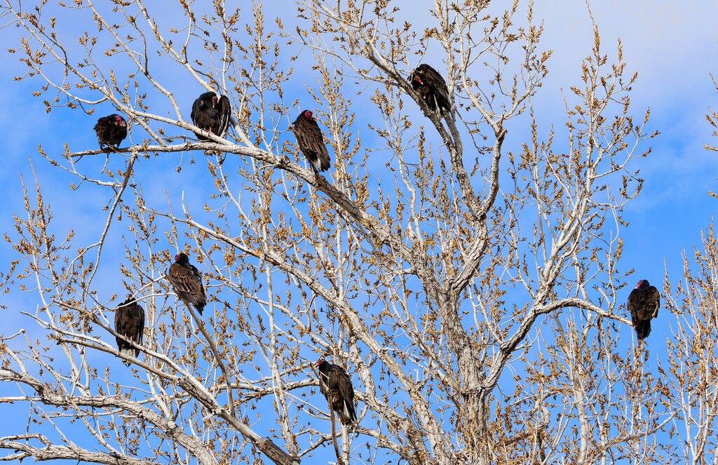 Turkey Vulture in March 2025 by Lane Nielson. Turkey Vultures roosting ...