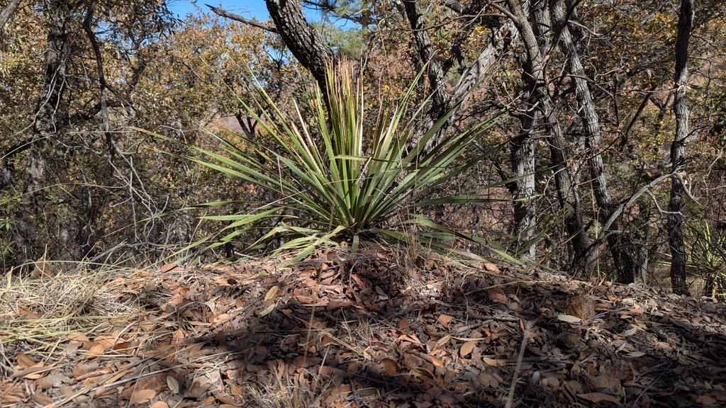Wheeler sotol from 84347 Son., México on March 24, 2025 at 09:56 AM by ...