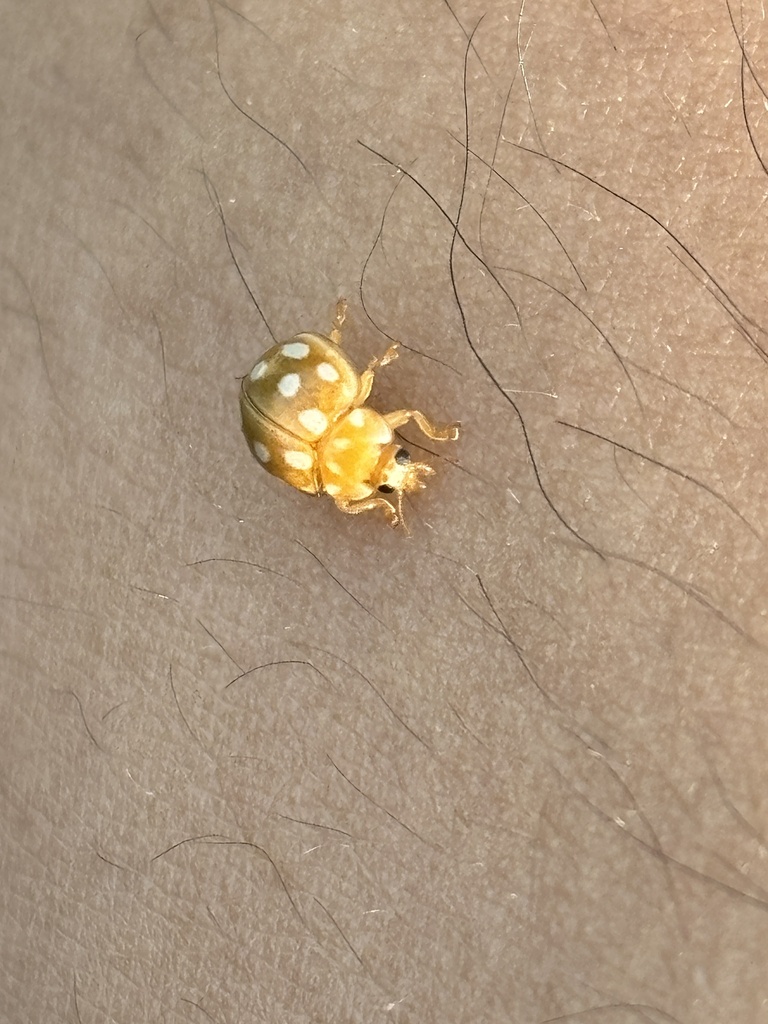 Calvia muiri from The Imperial Palace, Chiyoda, Tokyo, JP on March 25 ...