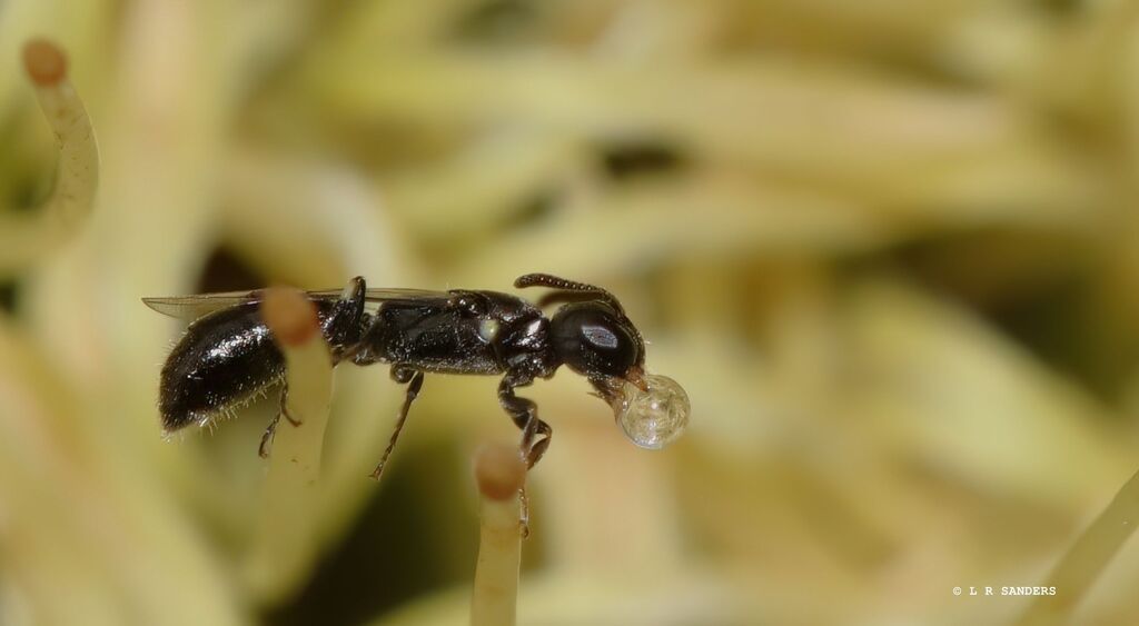 Masked Bees from Blackdown QLD 4702, Australia on March 24, 2025 at 01: ...