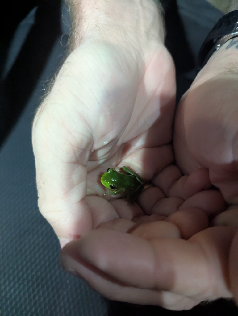 Australian Green Tree Frog from Rowes Bay-Belgian Gardens, AU-QL, AU on ...