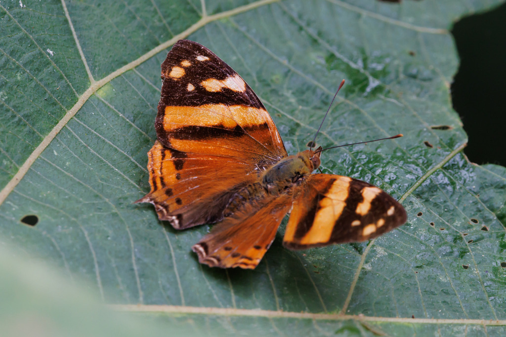 Orange Mapwing from Pereira, Risaralda, Colombia on January 23, 2025 at 09:52 AM by LostInCR ...