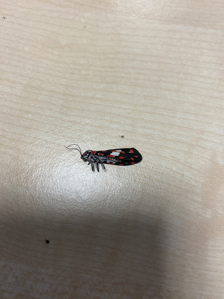 Utetheisa elata from Trois Mares, Le Tampon 97430, Réunion on May 26 ...