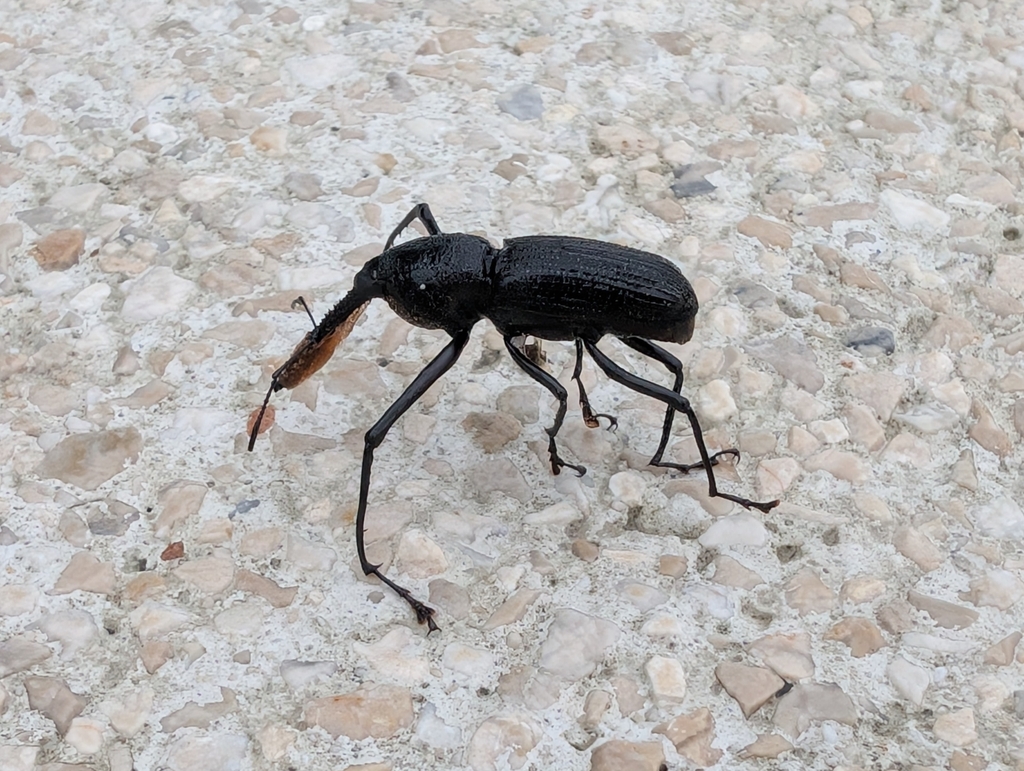 Bearded Weevil from HG6C+94J, Alajuela Province, Boca Arenal, Costa ...