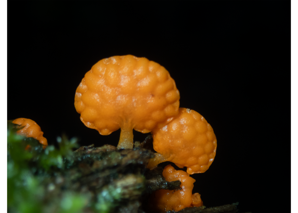 Favolaschia from 89FX+QCX, Guamani, Ecuador on December 7, 2024 at 11: ...