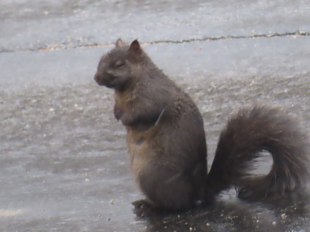 Eastern Gray Squirrel from Port Elgin, ON N0H 2C4, Canada on March 24 ...