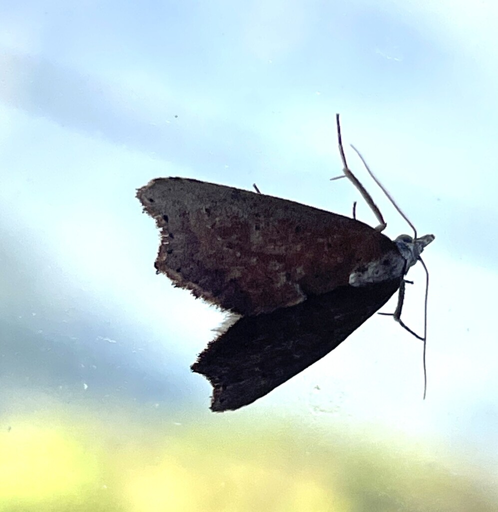 Underwing, Tiger, Tussock, and Allied Moths from Santa Marta, Magdalena ...