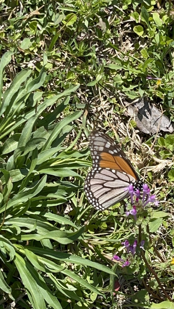 Monarch from Bolling Dr, Petal, MS, US on March 25, 2025 at 01:12 PM by ...