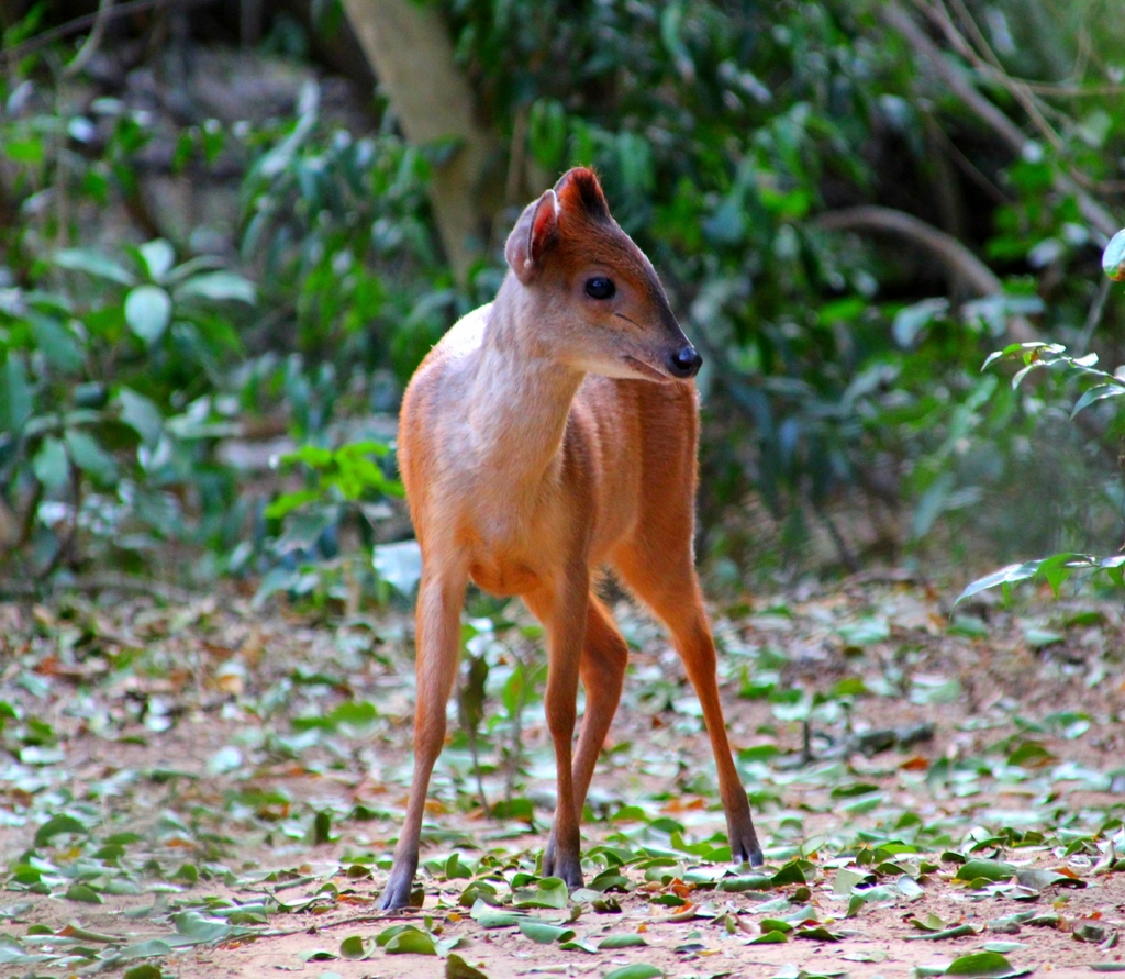 Red Forest Duiker (Cephalophorus natalensis) - Know Your Mammals