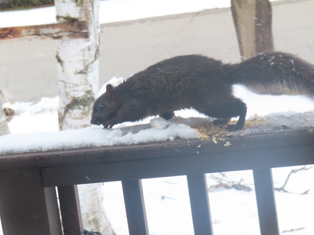 Eastern Gray Squirrel from Port Elgin, ON N0H 2C4, Canada on March 25 ...