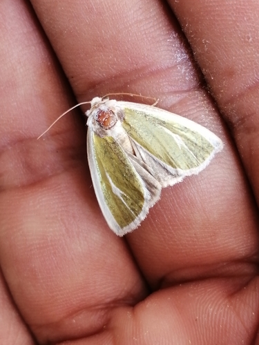 Poetry Moth (Neumoegenia poetica) · iNaturalist