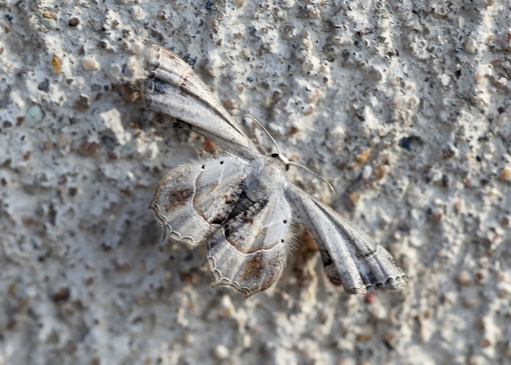 Epiplema anomala from Umguza, Зимбабве on January 31, 2025 at 08:06 AM ...