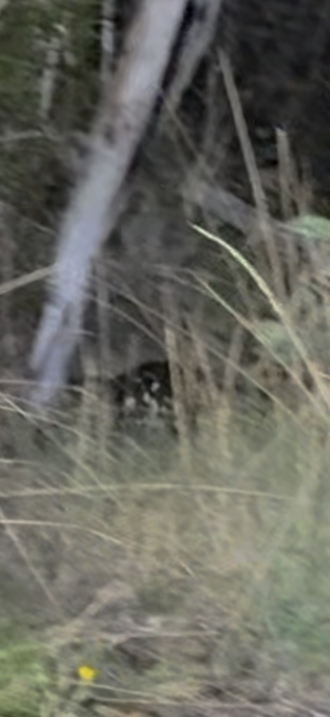 Spotted-tailed Quoll from Gourock National Park, Jerangle, NSW, AU on ...