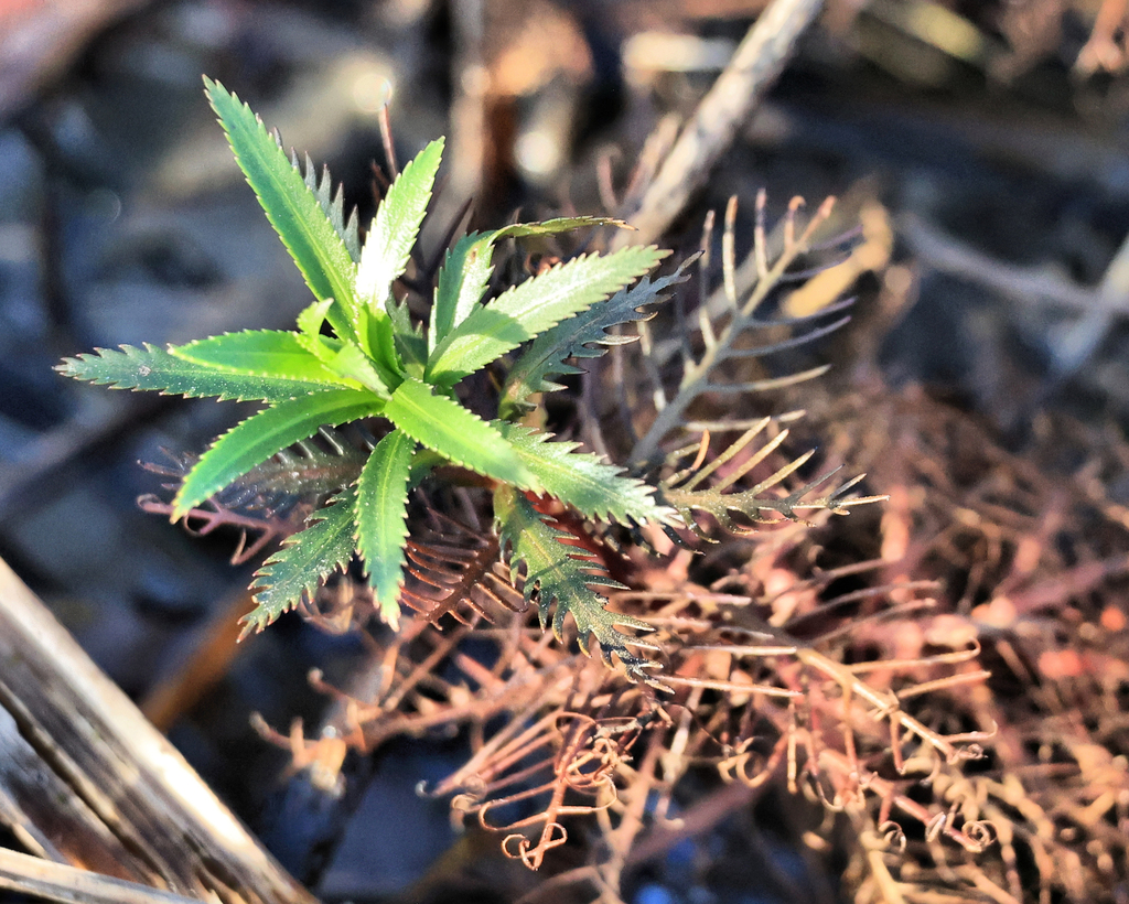 marsh mermaidweed from Deer Park, TX, USA on March 25, 2025 at 06:29 PM ...