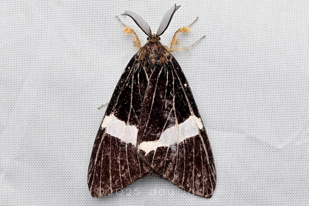 Numenes disparilis from 中国贵州省黔南布依族苗族自治州荔波县 on October 2, 2024 at 11:45 ...