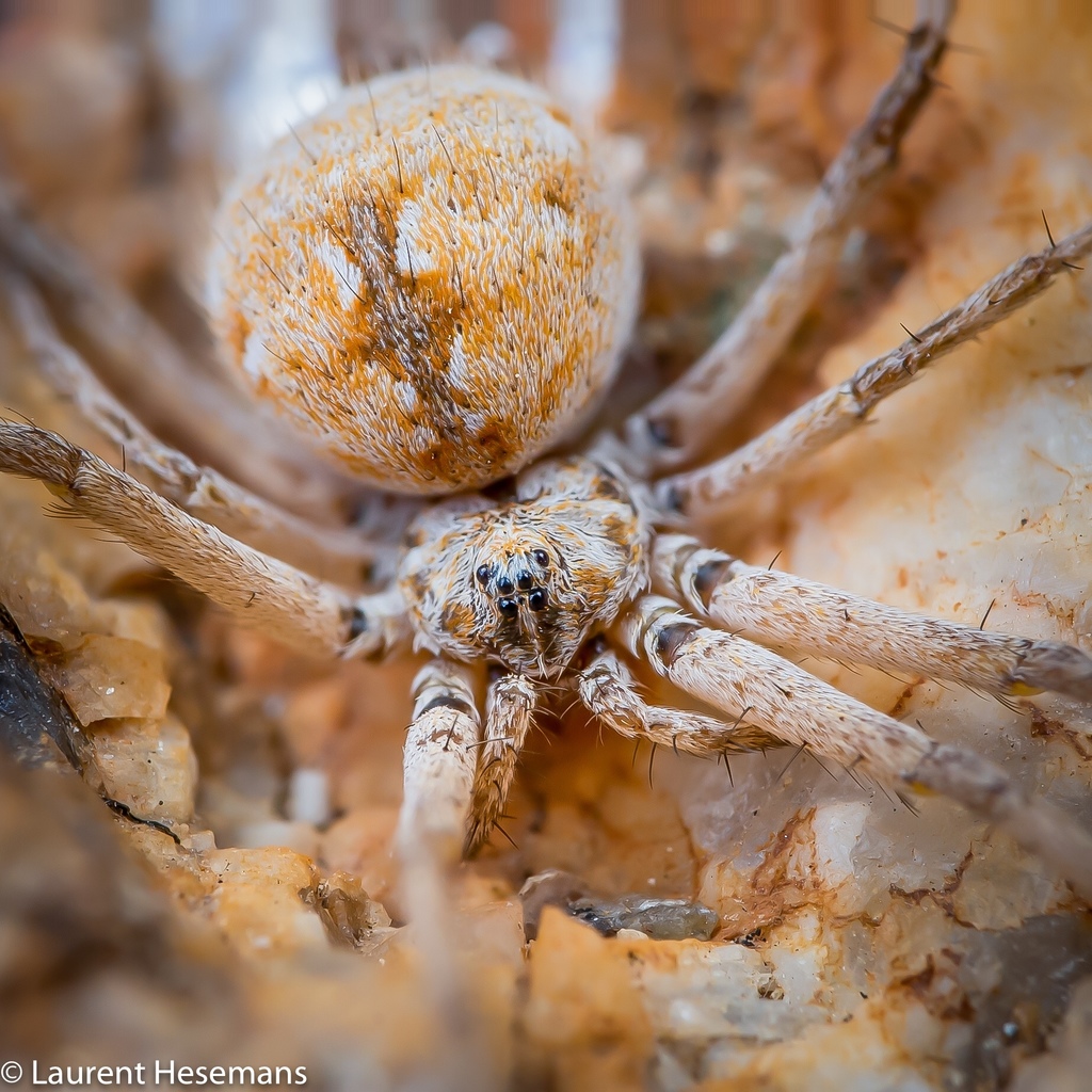 Spiders from Namib-Naukluft Park, , Erongo, NA on August 11, 2019 at 11 ...