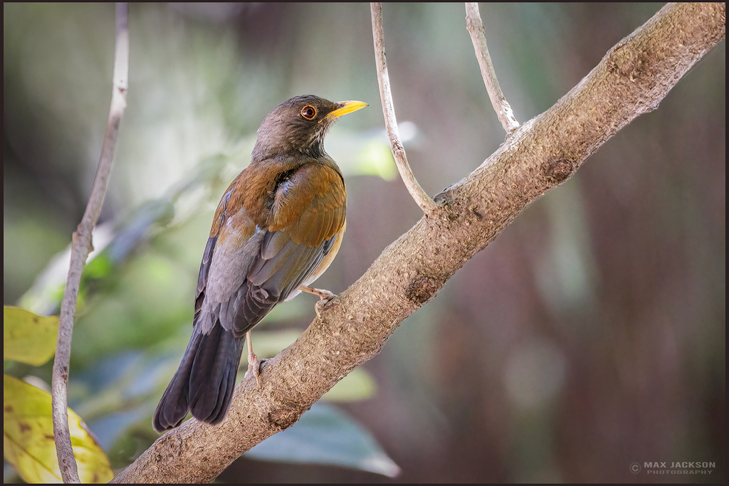 Rufous-backed Robin from Parque Ecológico, Tepic, Nay., México on March ...