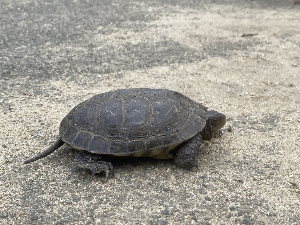 Western Pond Turtle from Whiskeytown National Recreation Area, Igo, CA ...