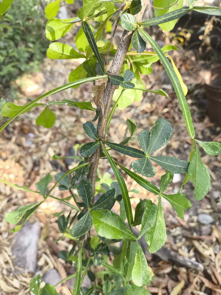 Winged Calabash from 62723 Chinameca, Mor., México on March 26, 2025 at ...