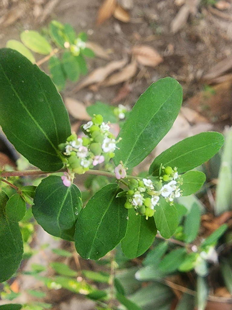 graceful spurge from Cabecera Municipal, García, N.L., México on March ...