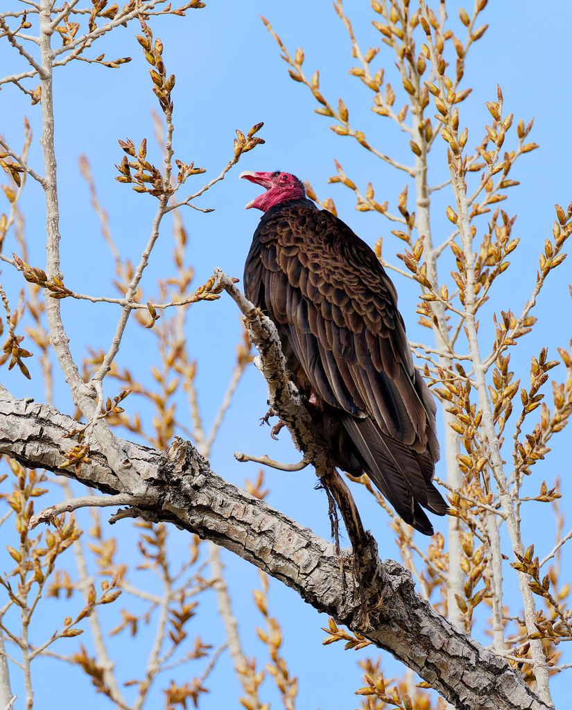 Turkey Vulture in March 2025 by Lane Nielson · iNaturalist