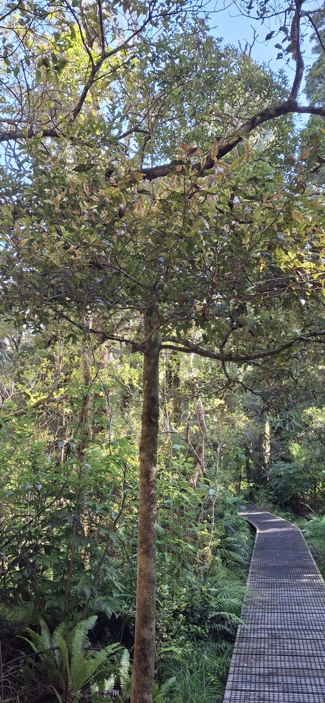Swamp maire from Carterton District, Wellington, New Zealand on March ...