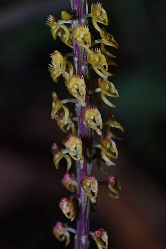 Crepidium versicolor · iNaturalist United Kingdom