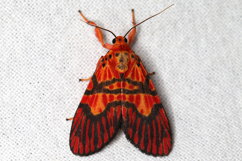 Barsine vinhphucensis · iNaturalist