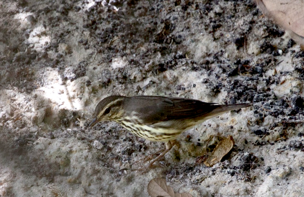 Northern Waterthrush from Cypress Run, Coral Springs, FL 33071, USA on ...