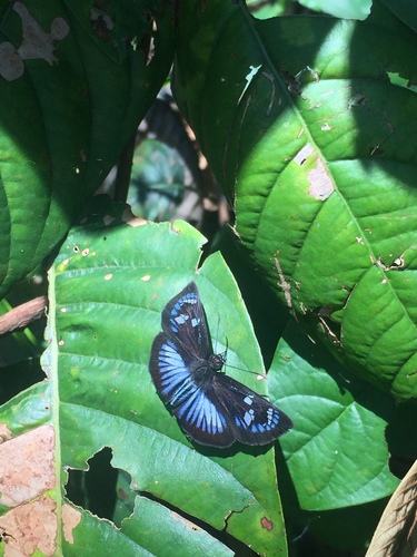 Subspecies Pythonides jovianus crameri · iNaturalist