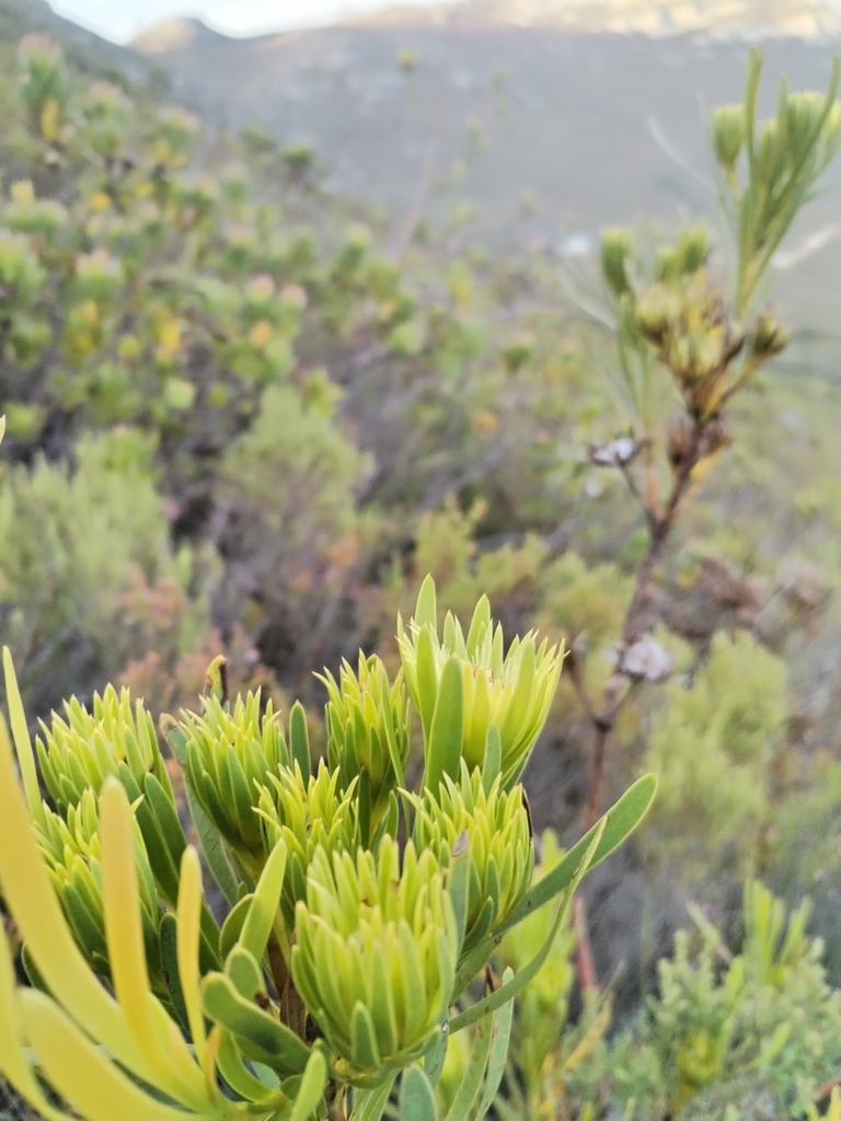 Broadleaf Featherbush from Overstrand Local Municipality, South Africa ...