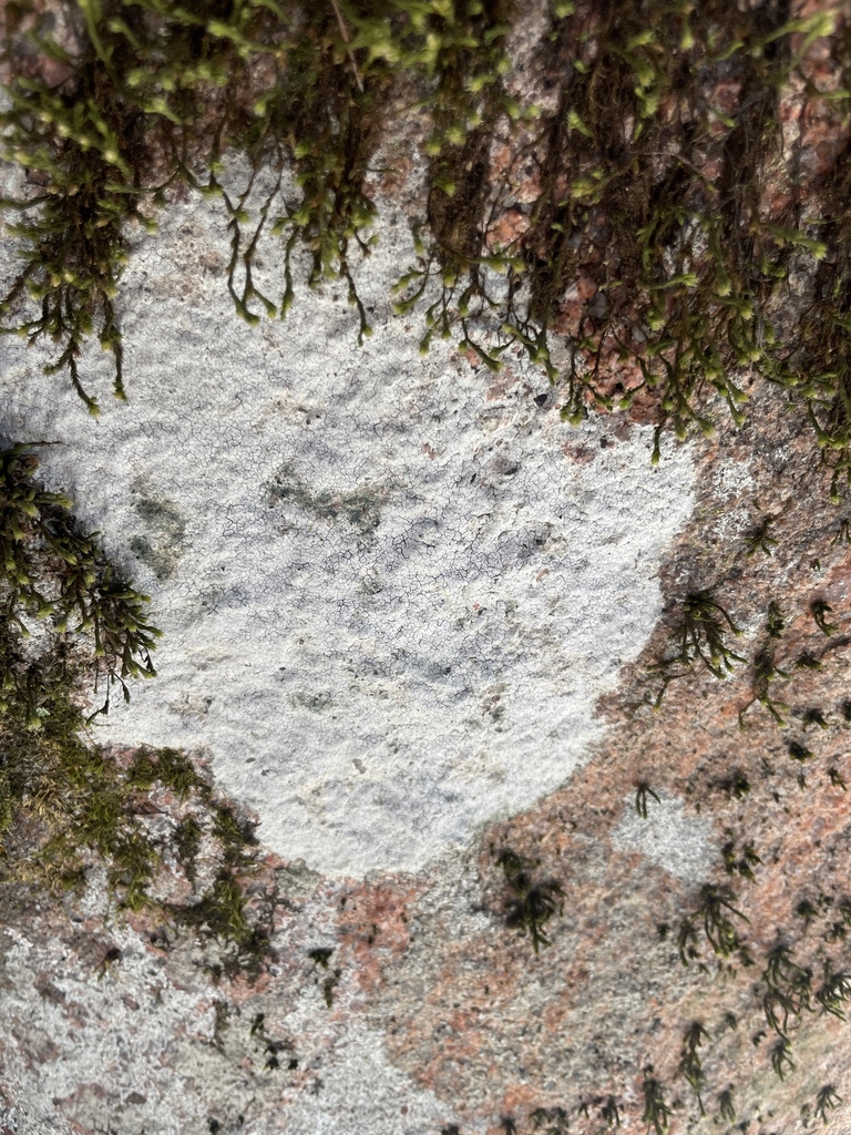Rock Whitewash from Simcoe, Ontario, Canada on March 27, 2025 at 11:53 ...