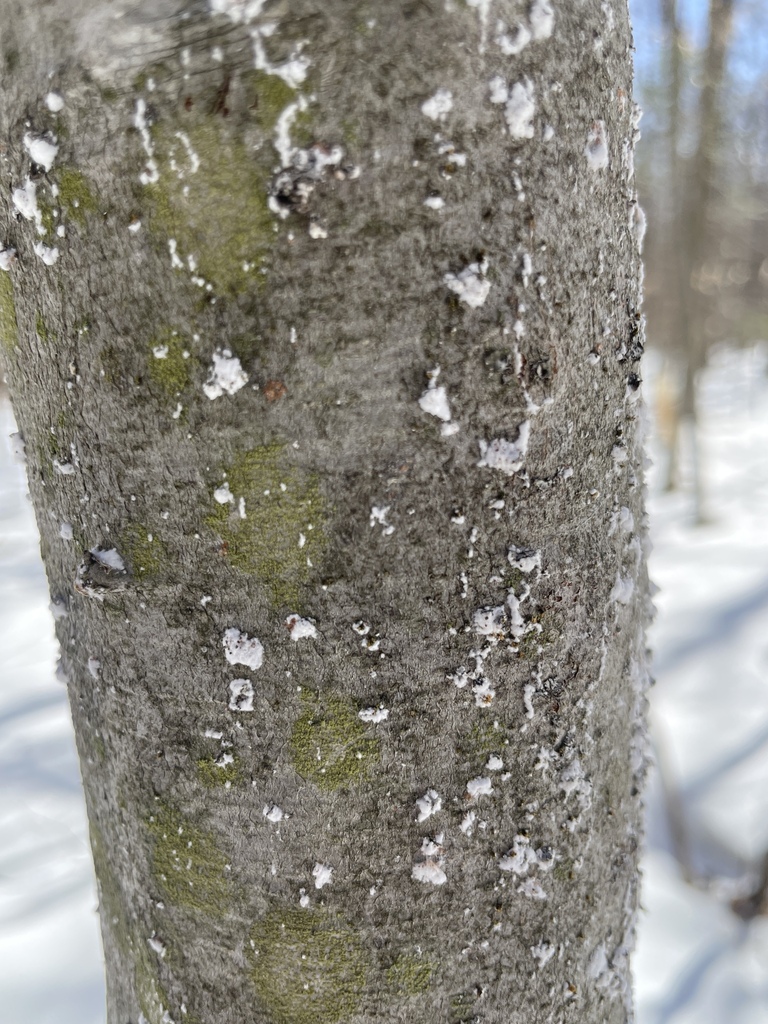 Beech Scale from Simcoe County, ON, Canada on March 27, 2025 at 11:49 ...