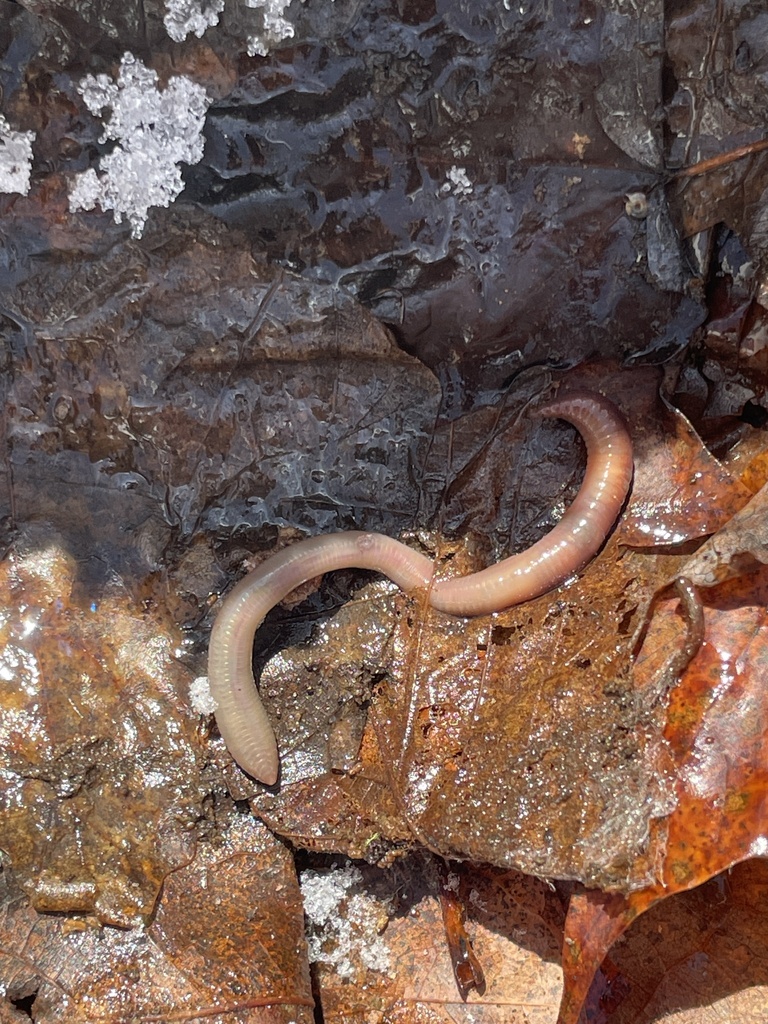 Lumbricid Earthworms from Simcoe County, ON, Canada on March 27, 2025 ...