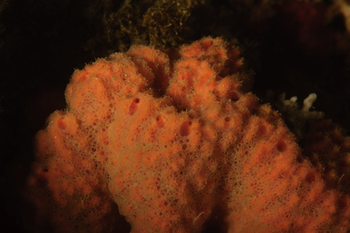 Family Raspailiidae · iNaturalist