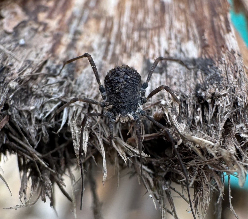 Ortholasma rugosum from Marin County, CA, USA on March 26, 2025 at 11: ...