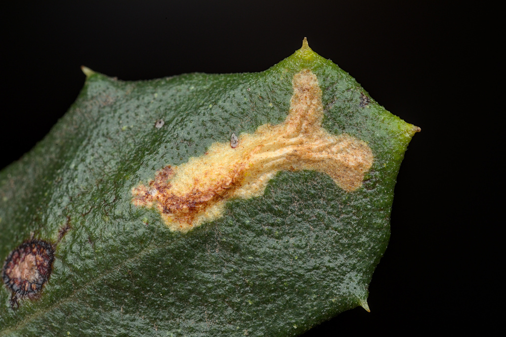 Tischeria from Los Angeles County, CA, USA on March 23, 2025 by Graham ...