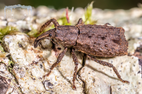 Cuneopterus conicus · iNaturalist