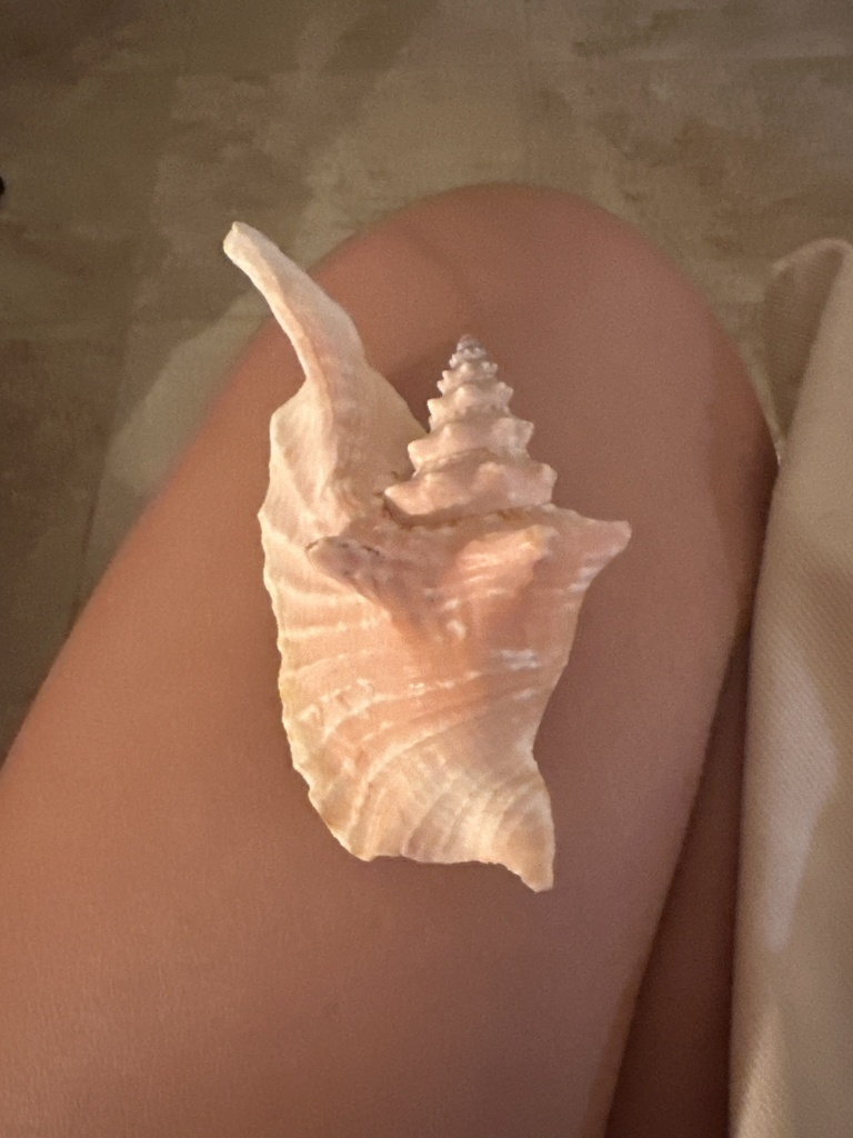 Rooster-tail Conch from Gulf Shore Blvd S, Naples, FL, US on March 27 ...