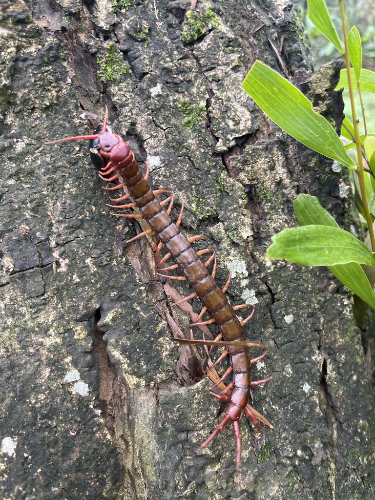 Scolopendra multidens from 臺灣島, 中正區, 基隆市, TW on March 28, 2025 at 10:12 ...