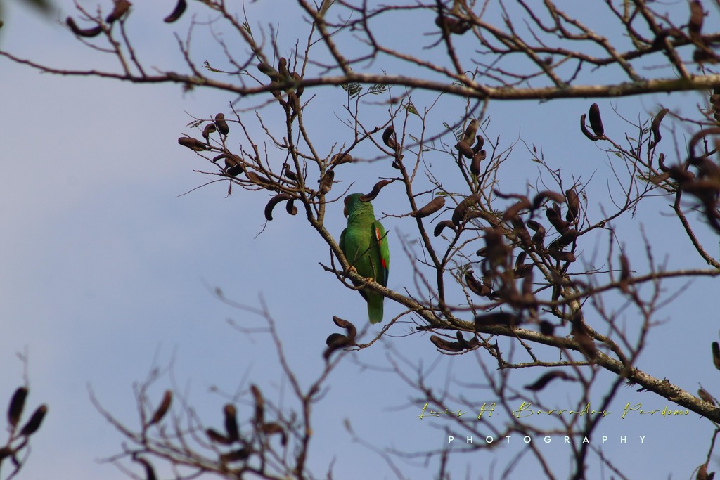 White-fronted Amazon in March 2025 by Big Birdy · iNaturalist