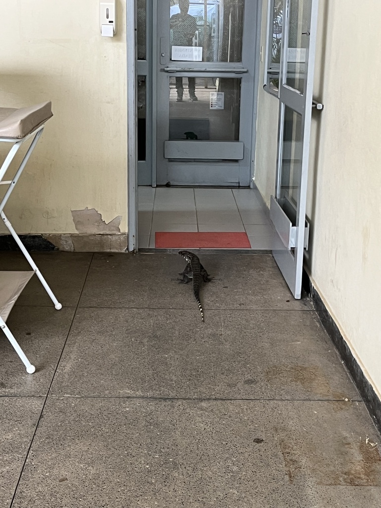 Argentine Black-and-white Tegu from Museu Melo leitão, Santa Teresa, ES ...