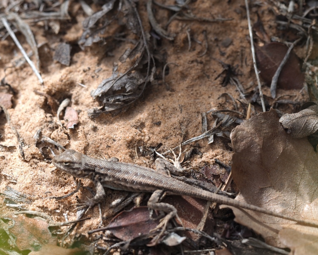 Common Sagebrush Lizard from ZION NATIONAL PARK, UT 84767, USA on March ...