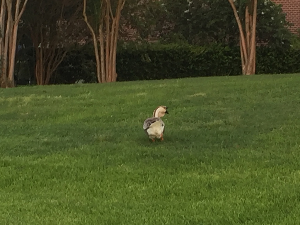 Domestic Swan Goose from Quail Valley, Missouri City, TX, USA on ...